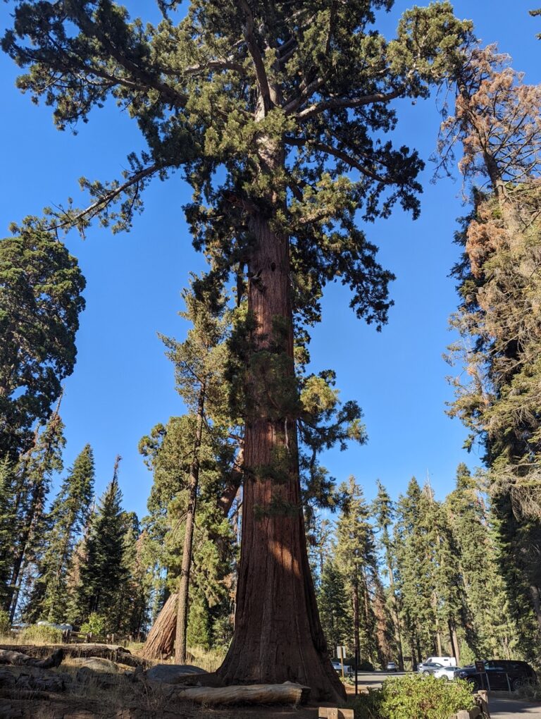Sequoia National Park et Kings Canyon : nature sublime