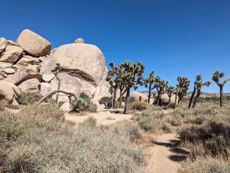 Joshua Tree National Park : que faire dans ce parc californien