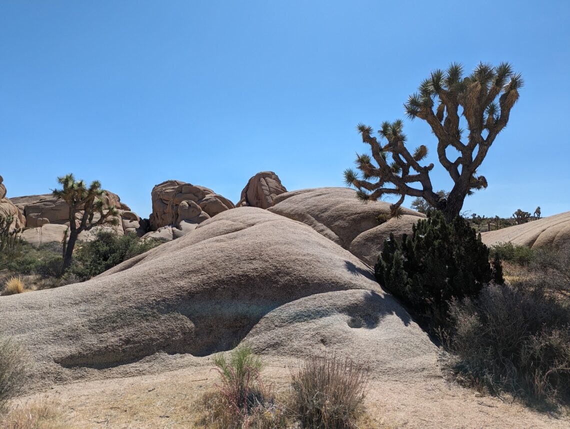 Joshua Tree National Park : que faire dans ce parc californien